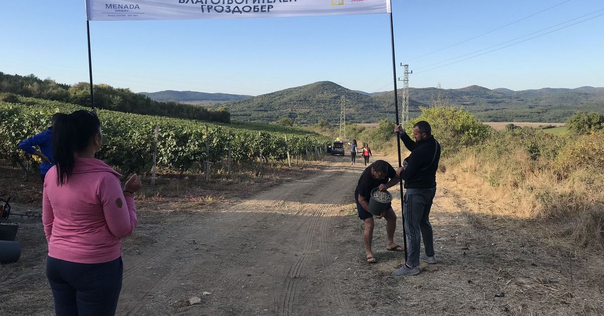 Menada Winery & Vineyards vous invite aux Vendanges caritatives | CCI ...